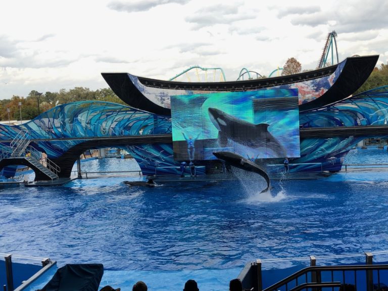 The Amazing Shows of SeaWorld® Orlando! - Key To The World Travel